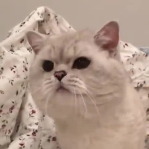 Cat Tries to Meow While Shaking Head - Coub - The Biggest Video Meme Platform