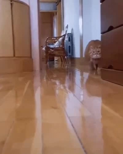 Cat stalking - Coub - The Biggest Video Meme Platform