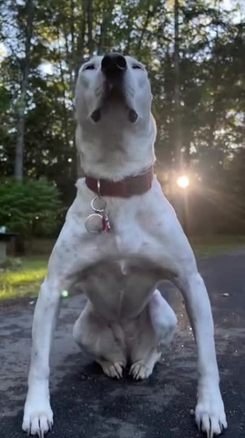 wide doge - Coub - The Biggest Video Meme Platform