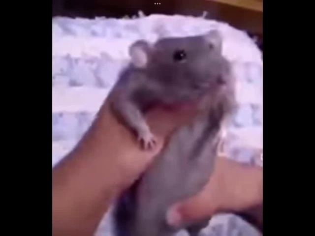 Dancing Rat - Coub - The Biggest Video Meme Platform