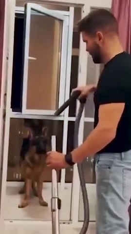 Dog vs Vacuum Cleaner - Funny Dog Videos 🐾 - Coub - The Biggest Video Meme Platform