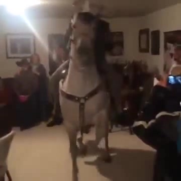 Look at my horse - Coub - The Biggest Video Meme Platform