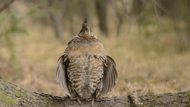 Male Ruffed Grouse Drumming - Coub - The Biggest Video Meme Platform
