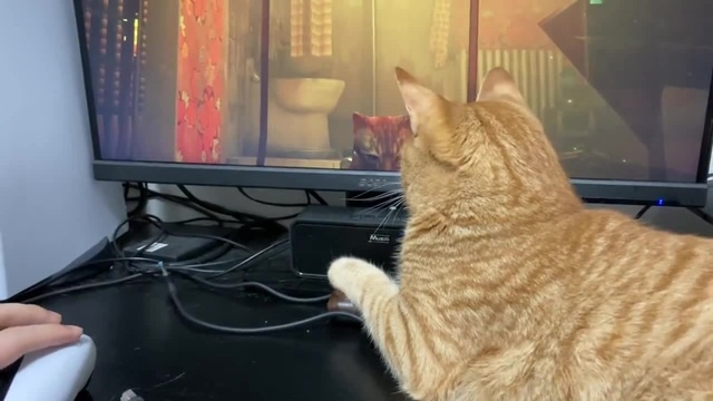 Stray + real life cat - Coub - The Biggest Video Meme Platform