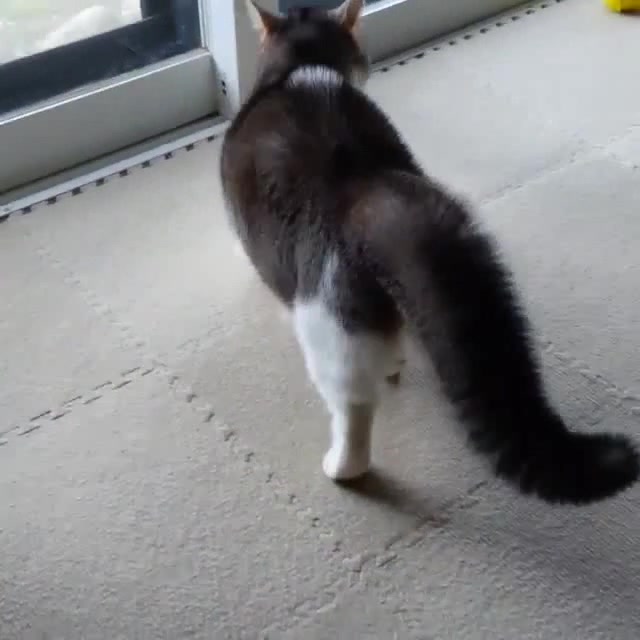 Scared meow - Coub - The Biggest Video Meme Platform