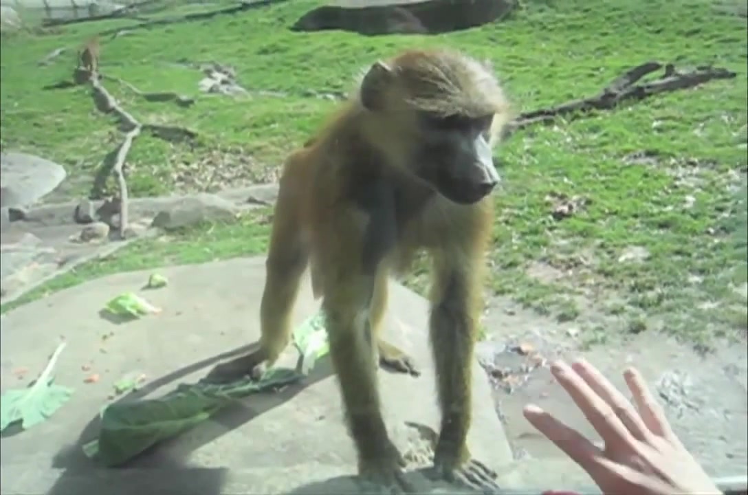 Kids At The Zoo: Compilation 8 (funny and rude monkey) - Coub - The ...