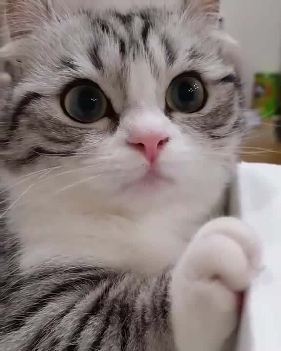 Mi mi mi mi mi miau - Coub - The Biggest Video Meme Platform