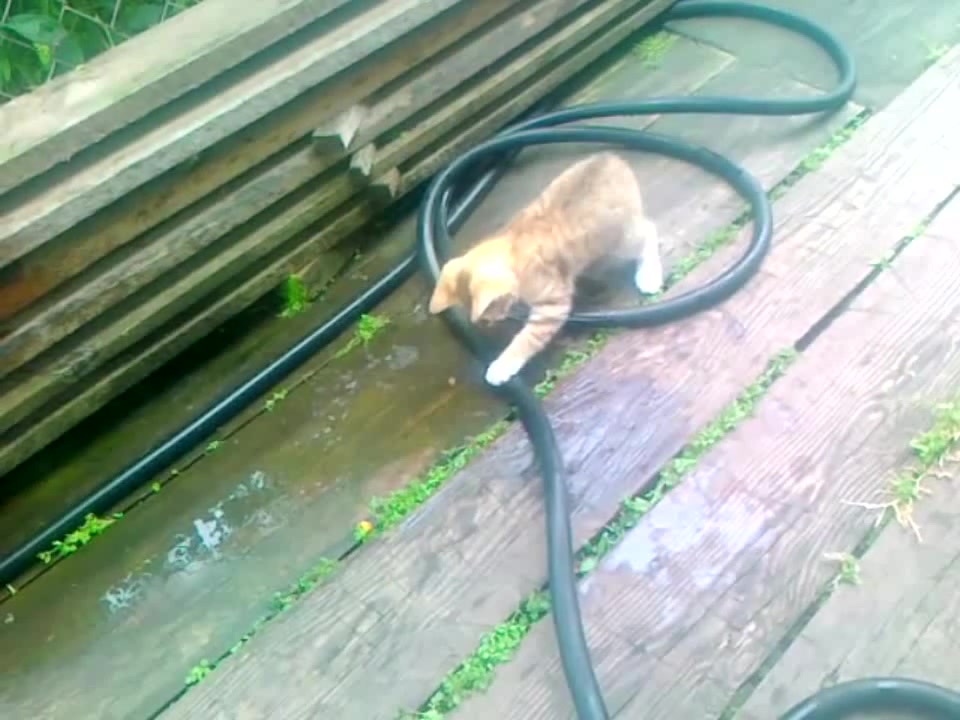 cat - Coub - The Biggest Video Meme Platform