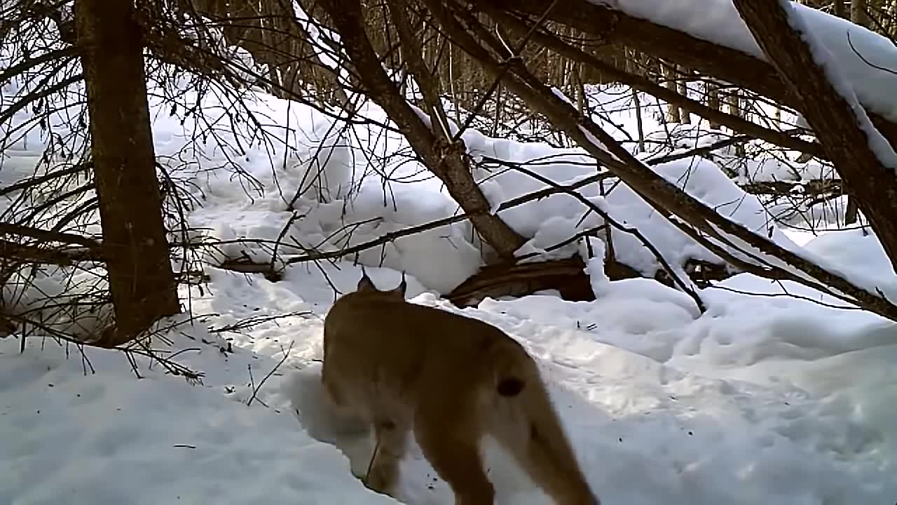 Lynx catches hare/Рысь поймала зайца - Coub - The Biggest Video Meme ...