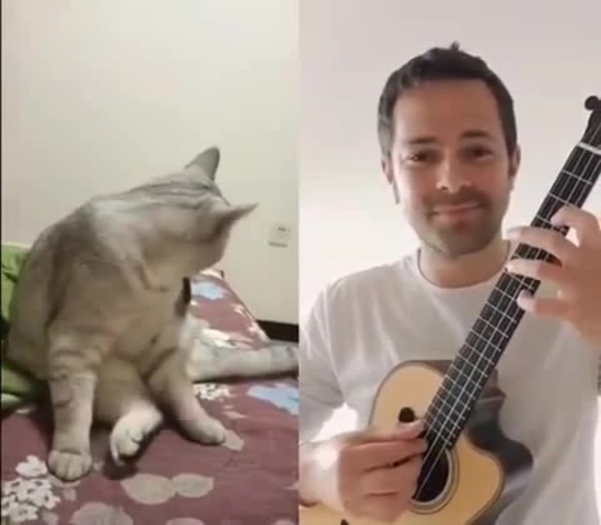 Singer cat - Coub - The Biggest Video Meme Platform