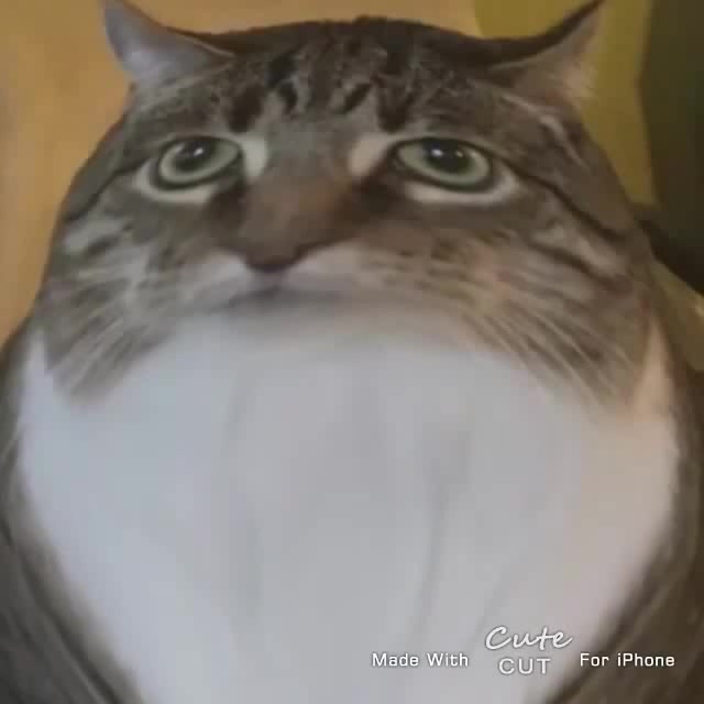 uh uh ah ah - Coub - The Biggest Video Meme Platform