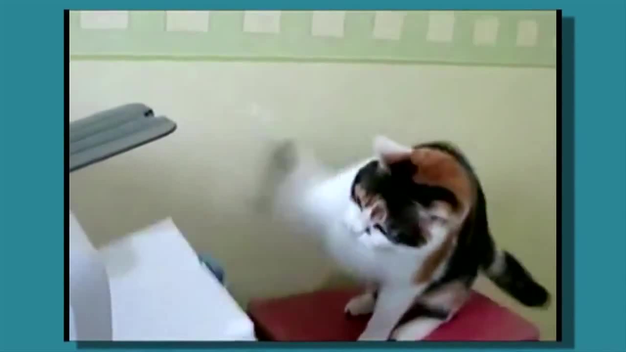 Cute Things Exploding - Printer Cat EXPLODING!!! - Coub - The Biggest ...