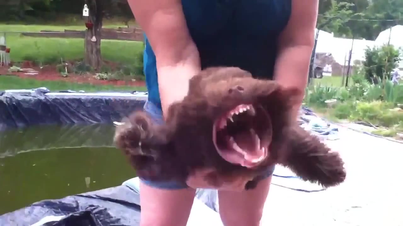 Funny Leaf Blower Dog - Coub - The Biggest Video Meme Platform