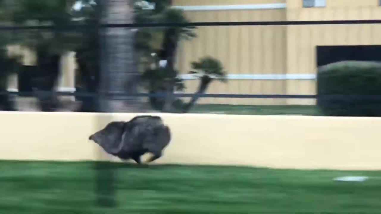 Running pig! / Running javelina! - Coub - The Biggest Video Meme Platform