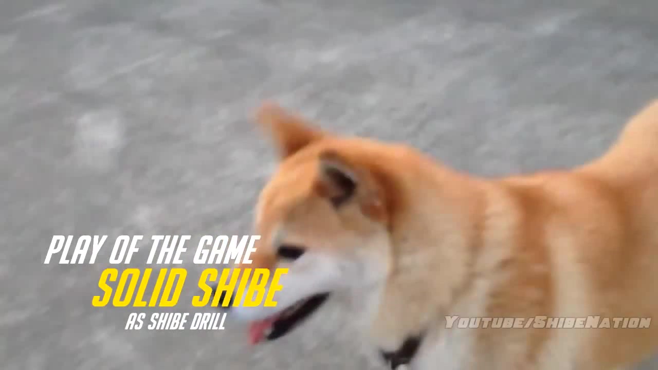 DRILL SHIBE - Coub - The Biggest Video Meme Platform