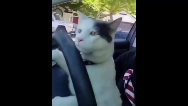 CaT DriVer - Coub - The Biggest Video Meme Platform