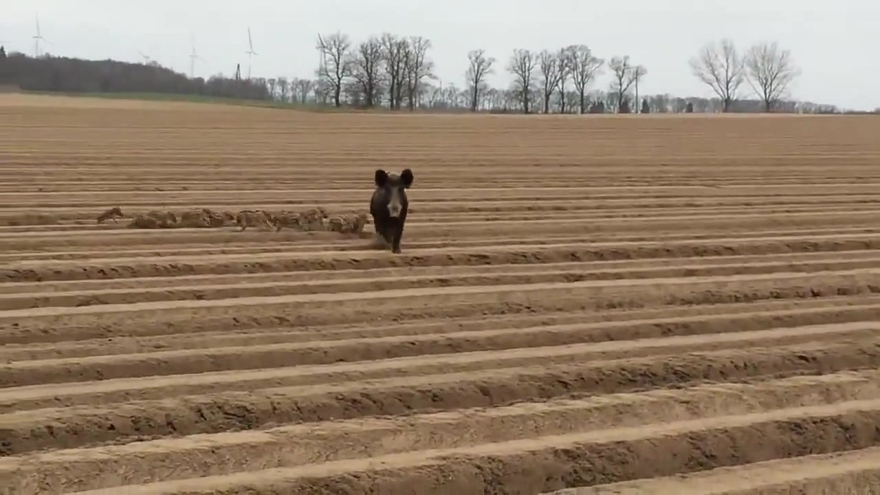 Pigs Run - Coub - The Biggest Video Meme Platform