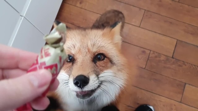 Sweet foxie - Coub - The Biggest Video Meme Platform