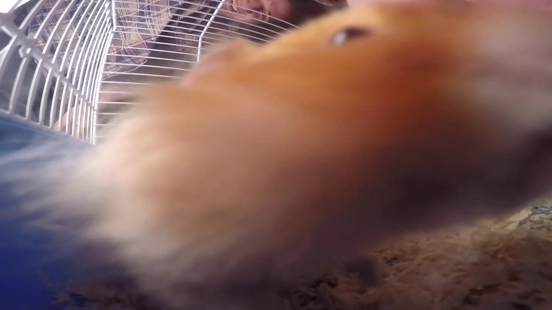 викинг уплетает добычу - Coub - The Biggest Video Meme Platform