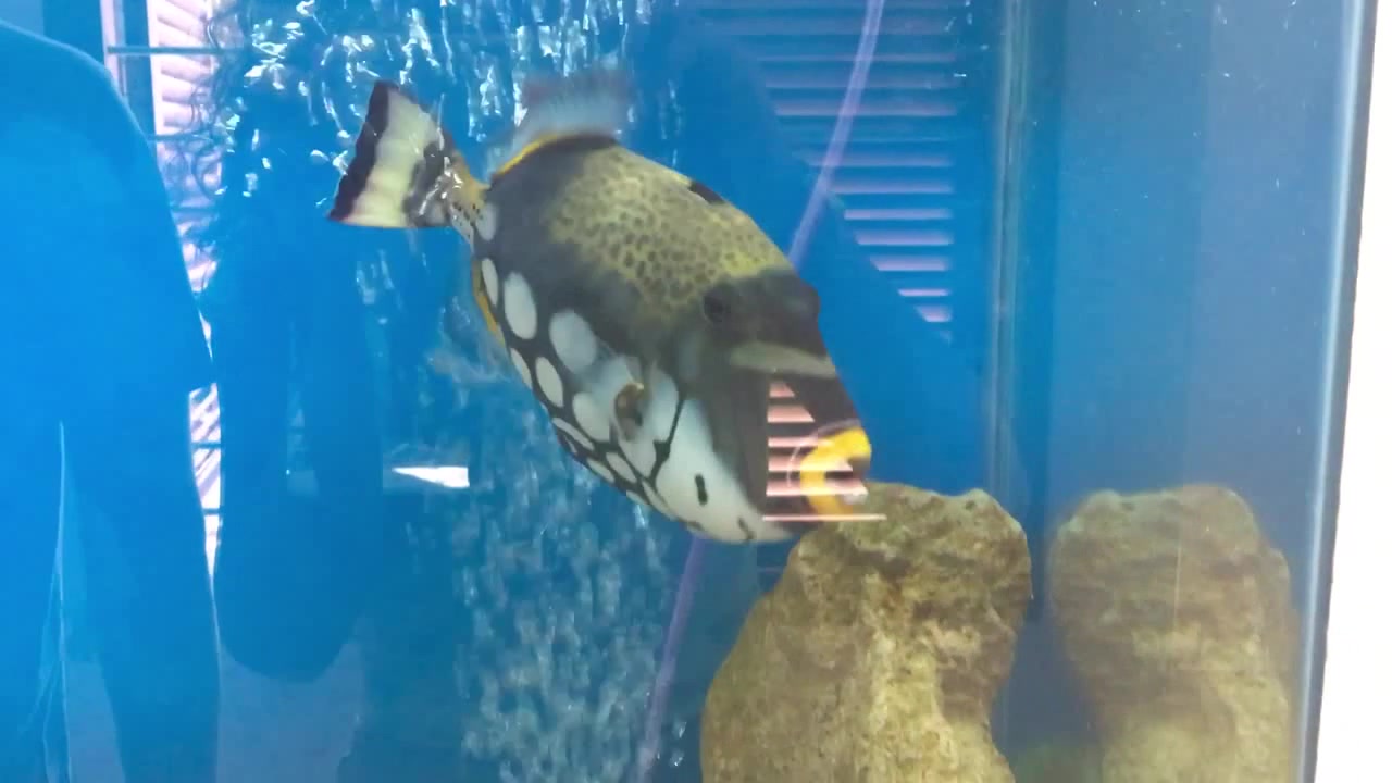 Singing fish! - Coub - The Biggest Video Meme Platform