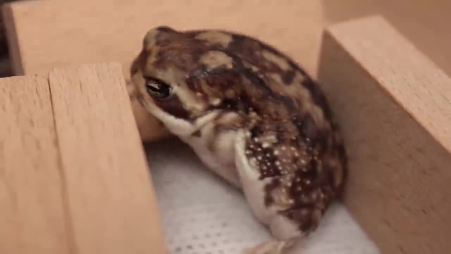 Yawning rain frog - Coub - The Biggest Video Meme Platform