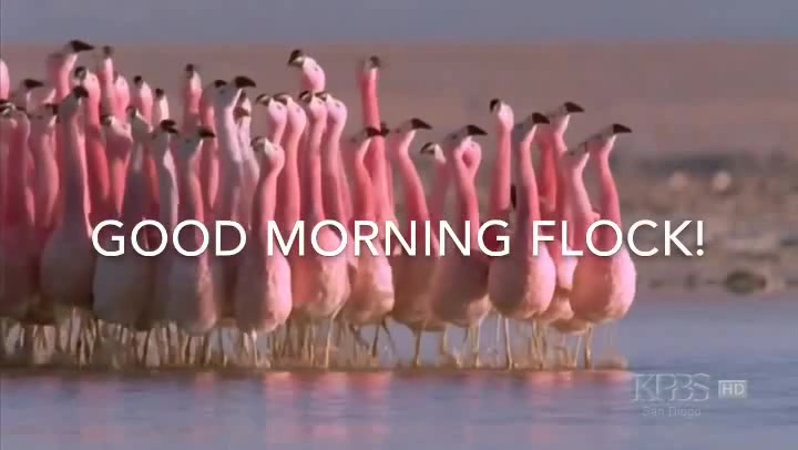 Good morning flock - Coub - The Biggest Video Meme Platform