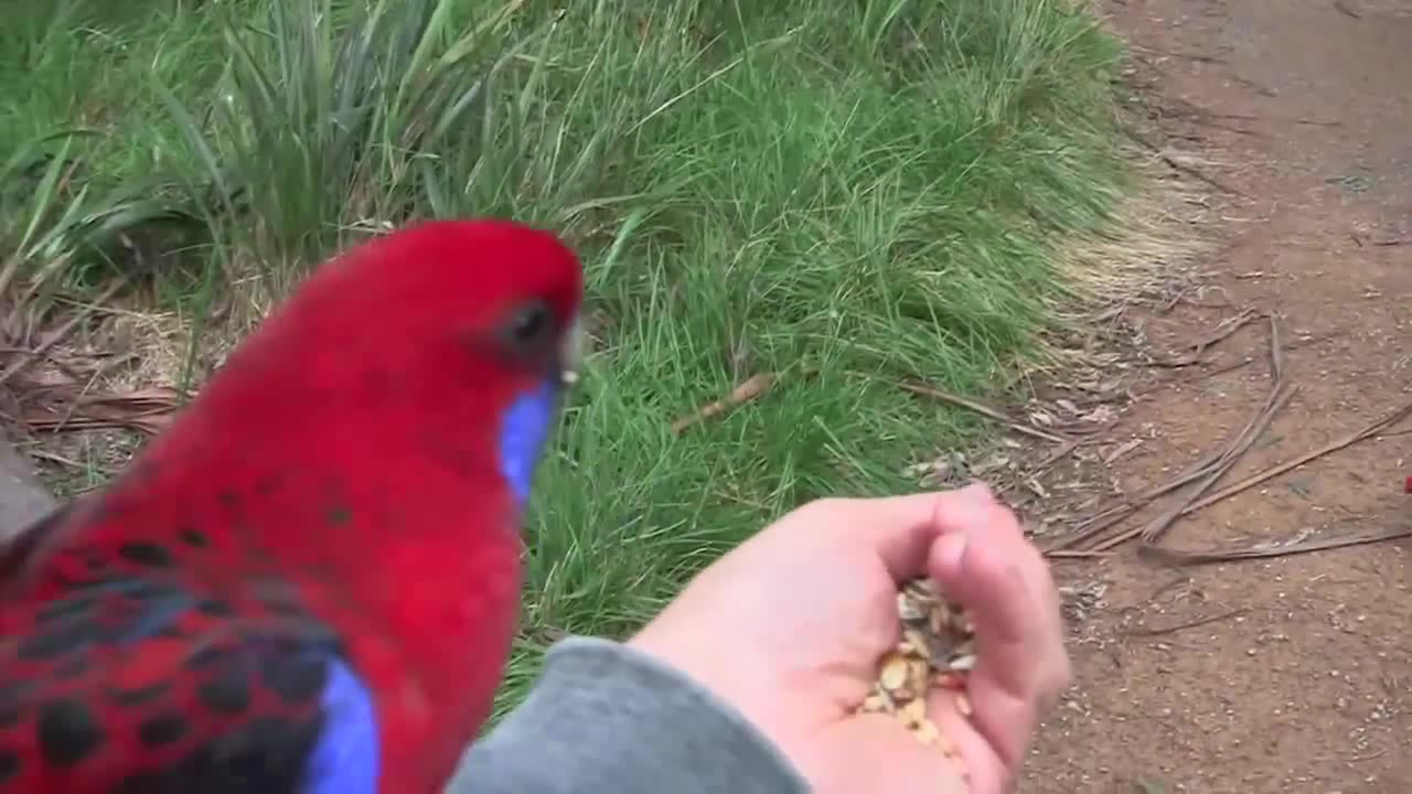 Parrots in Australia - Coub - The Biggest Video Meme Platform