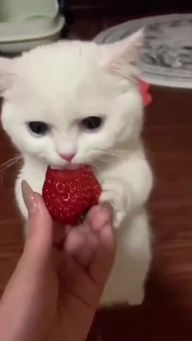 Cat eating strawberries - Coub - The Biggest Video Meme Platform