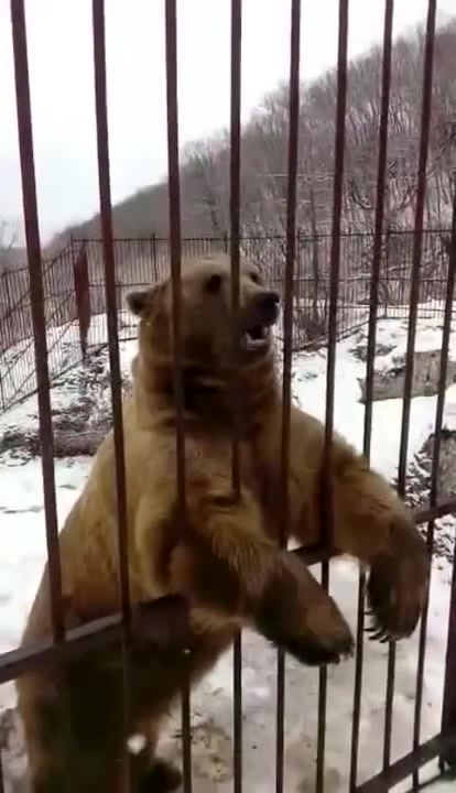 Умный медведь - Coub - The Biggest Video Meme Platform