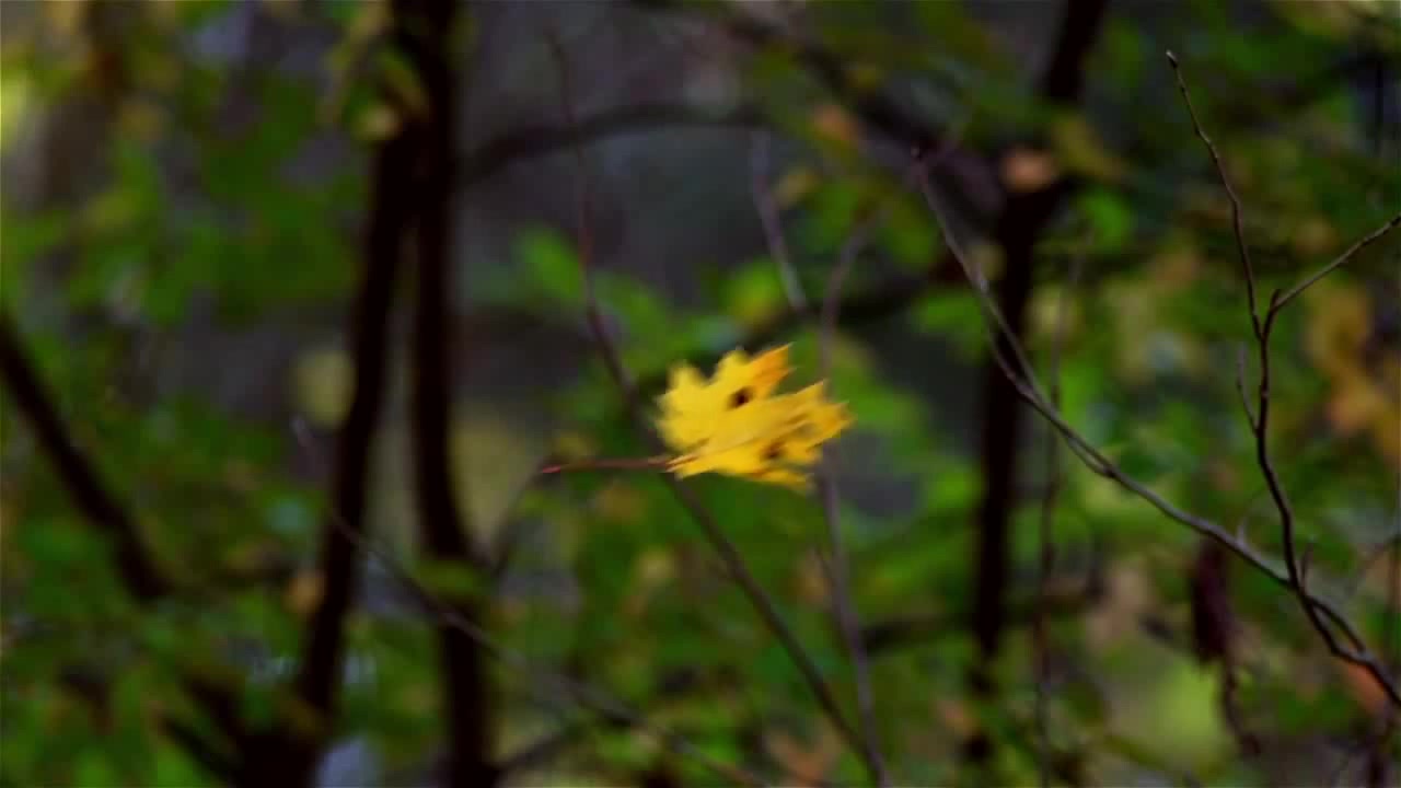 Autumn. Autumn sorrow - Coub - The Biggest Video Meme Platform