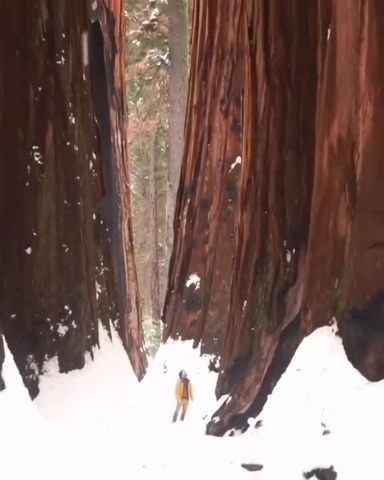 Sequoia (Секвойя) - Coub - The Biggest Video Meme Platform