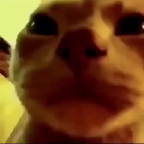 Cat listening to music with colourful lights meme - Coub - The Biggest Video Meme Platform