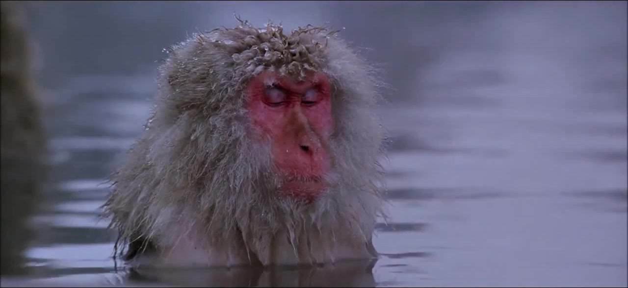 Snow Monkey In Focus - Coub - The Biggest Video Meme Platform