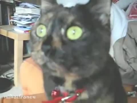 Cat Has War Flashbacks - Coub - The Biggest Video Meme Platform