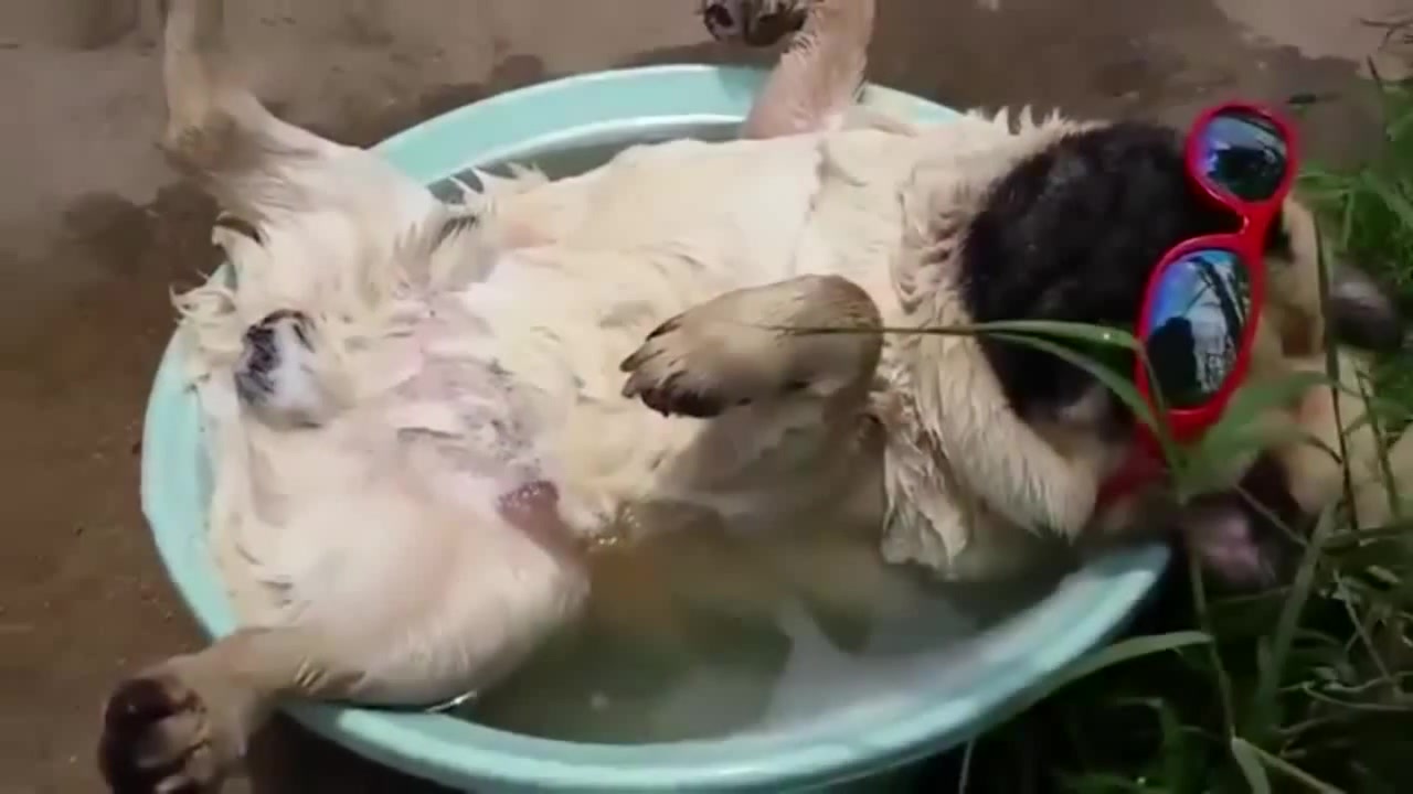 I'm so tired today - Funny sleeping dog - Coub - The Biggest Video Meme Platform