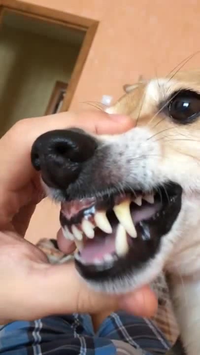 New from lalala dog - Coub - The Biggest Video Meme Platform