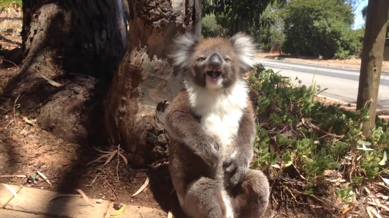 Evil koalas - Coub - The Biggest Video Meme Platform