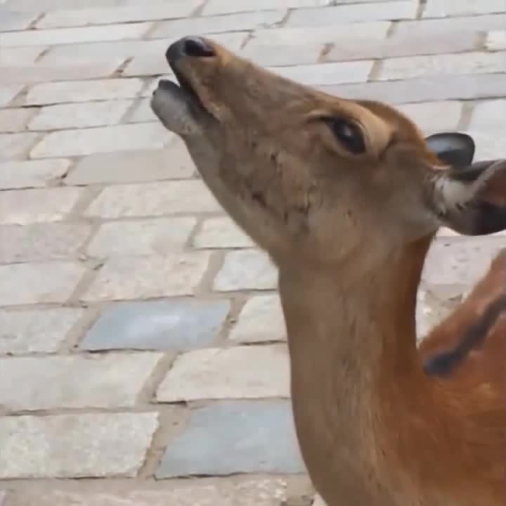 Screaming Deer Vine - Coub - The Biggest Video Meme Platform