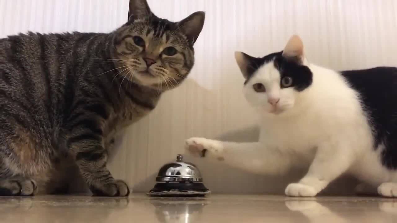2 Cats ring bell OMEN - Coub - The Biggest Video Meme Platform