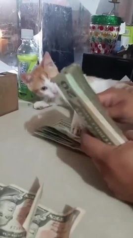 قط يحسب فلوس 😸 cat count money 💵 - Coub - The Biggest Video Meme Platform