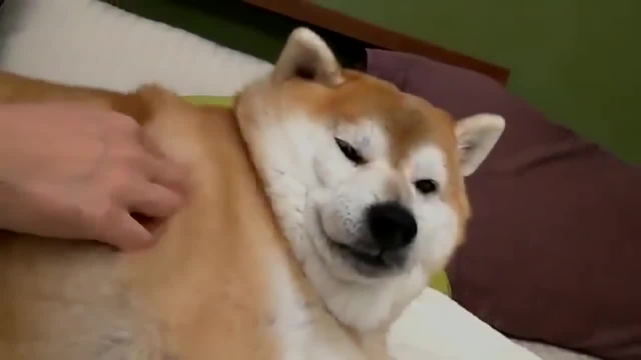 Fat shiba inu - Coub - The Biggest Video Meme Platform