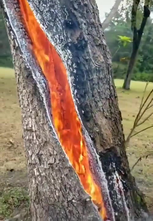 A tree that has been struck by lightning - Coub - The Biggest Video ...