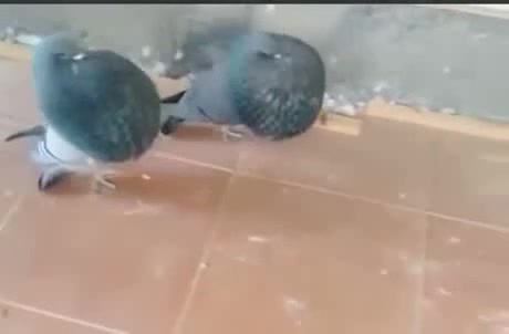 Bee Gees - Stayin' Alive - Coub - The Biggest Video Meme Platform