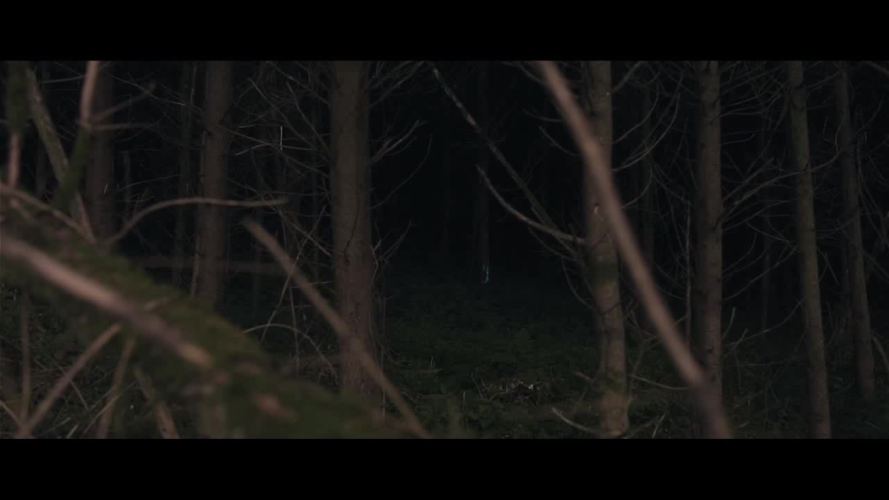 Forest - Coub - The Biggest Video Meme Platform