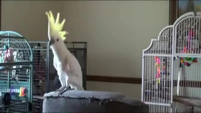 Cockatoo Dancing - Coub - The Biggest Video Meme Platform