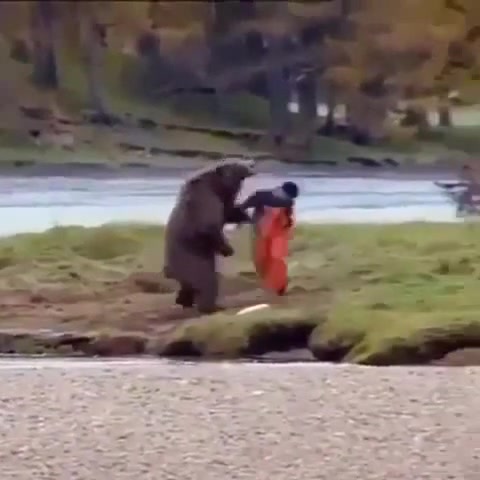 Bear fight - Coub - The Biggest Video Meme Platform