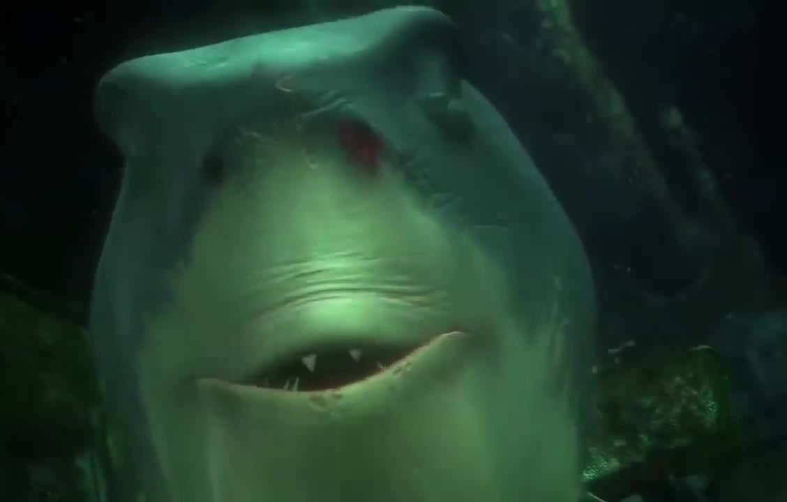 Finding Nemo Bruce Good Coub The Biggest Video Meme Platform