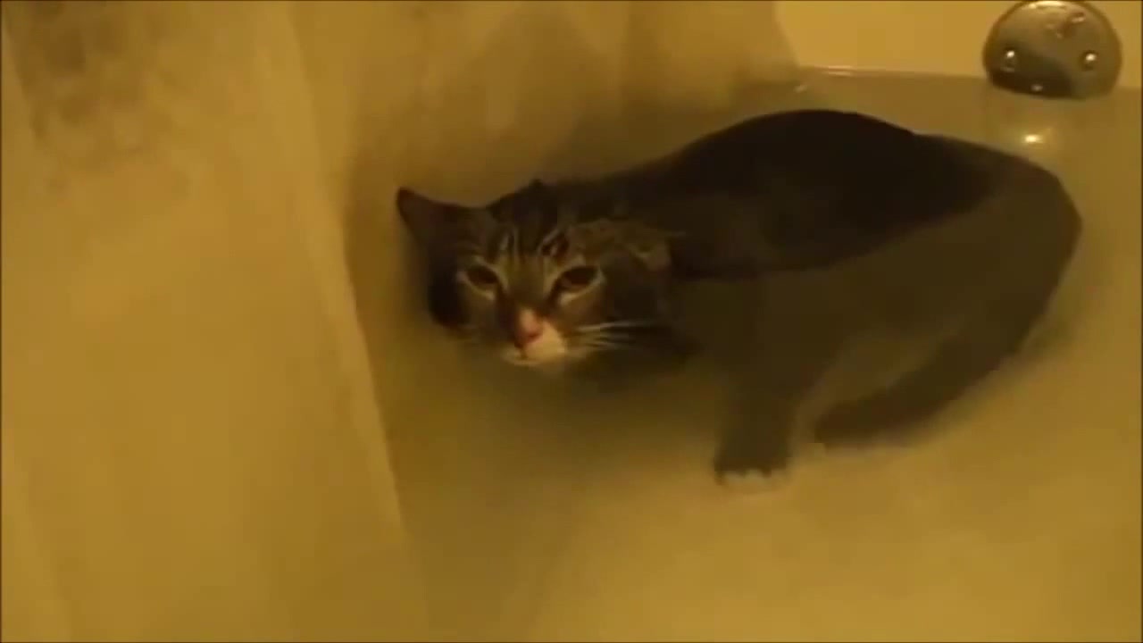 Blop cat - Coub - The Biggest Video Meme Platform