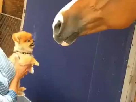 System Of A Down Dog - Coub - The Biggest Video Meme Platform