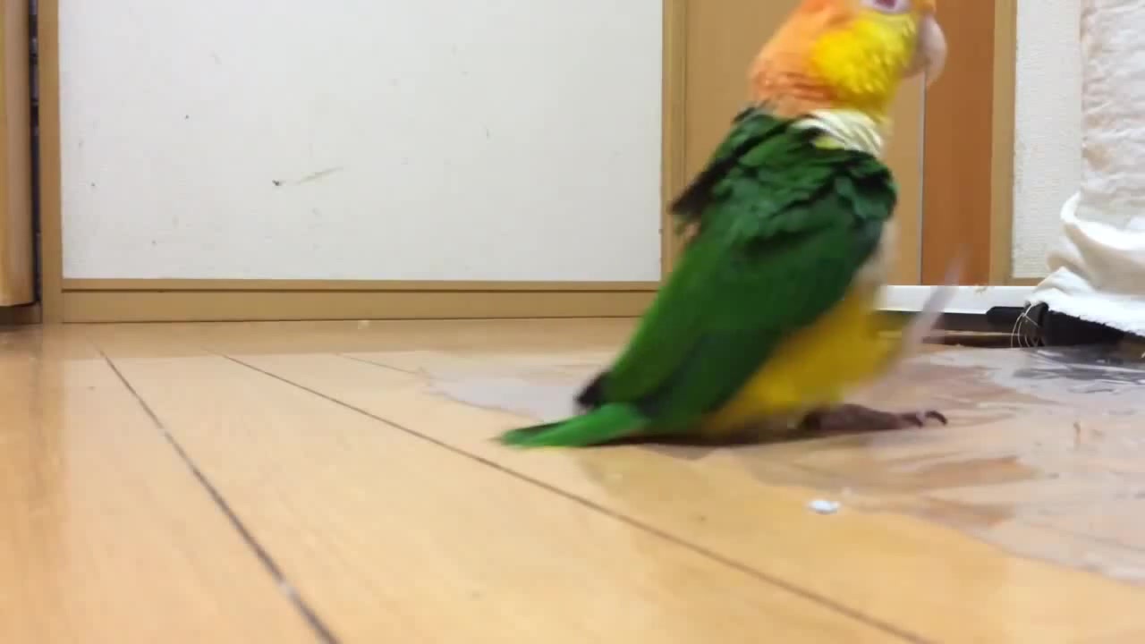 Caique Parrot March - Coub - The Biggest Video Meme Platform